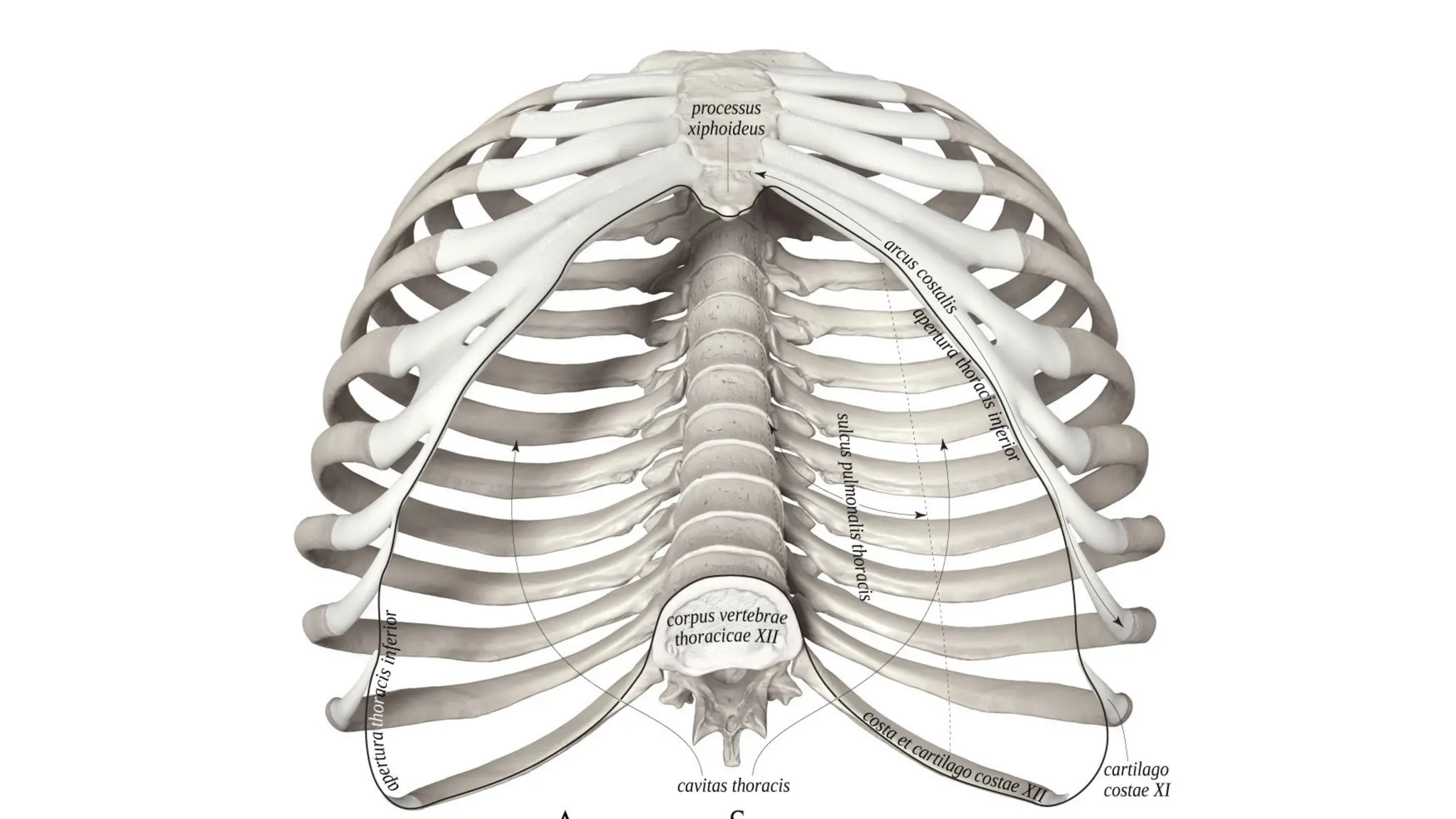 Anatomy of Thoracic Cavity by Arnab Saha.pptx