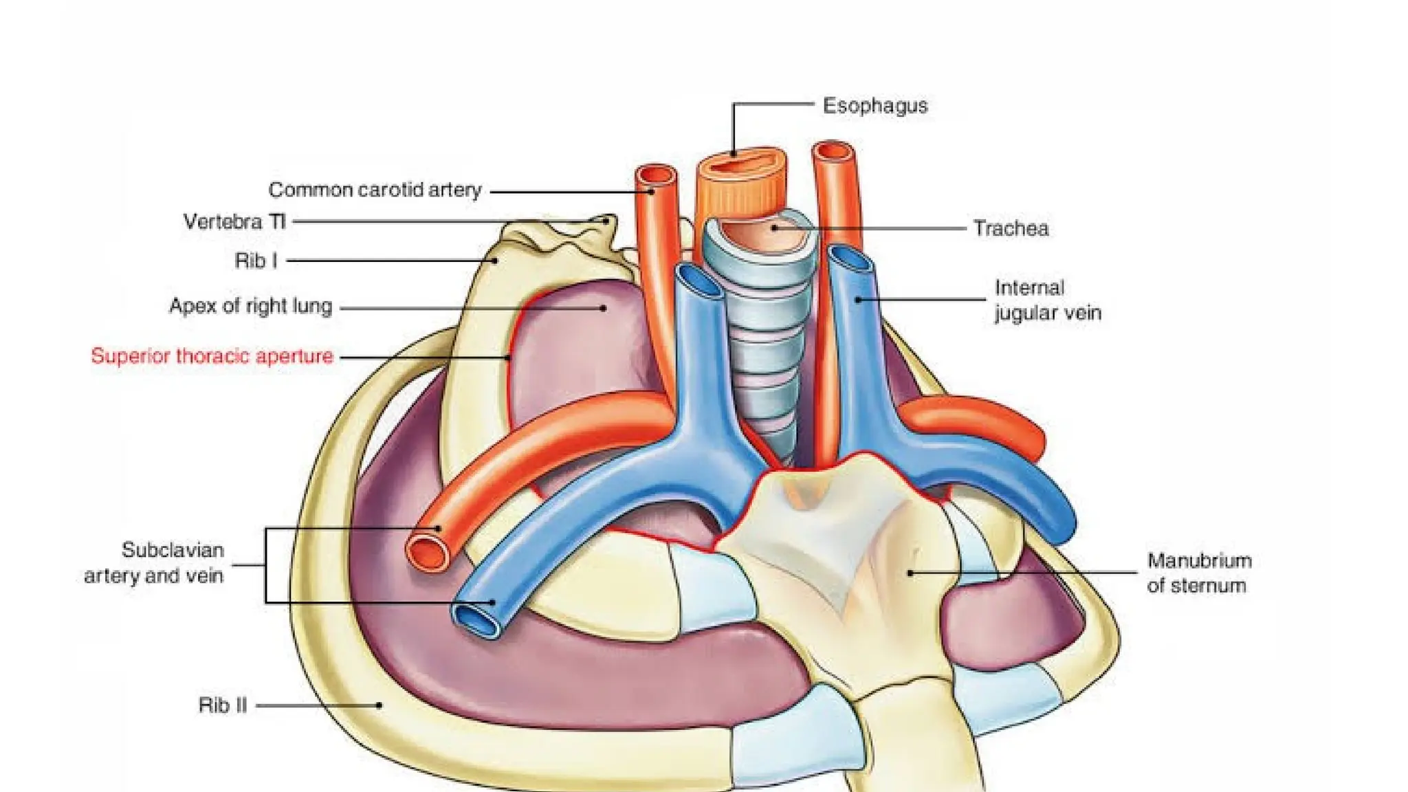 Anatomy of Thoracic Cavity by Arnab Saha.pptx