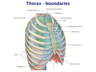 Thoracic cavity Human Anatomy Presentation.pptx