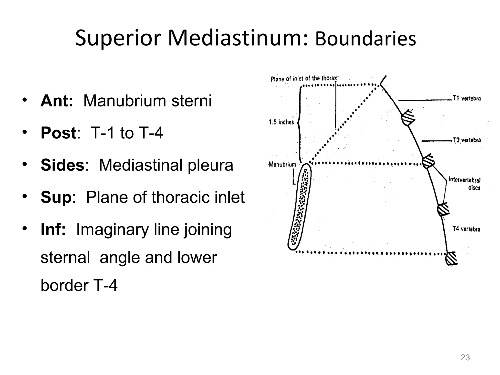 Thoracic cavity & mediastinum | PPT