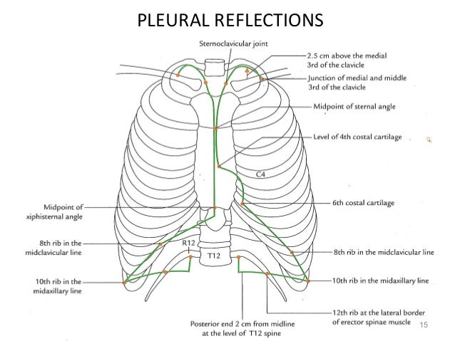 Thoracic cavity & mediastinum