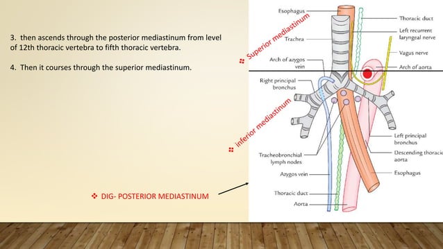 THORACIC_DUCT.pptx