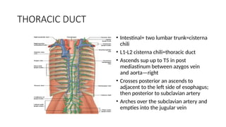 THORACIC DUCT by me anatomy gray first.pptx