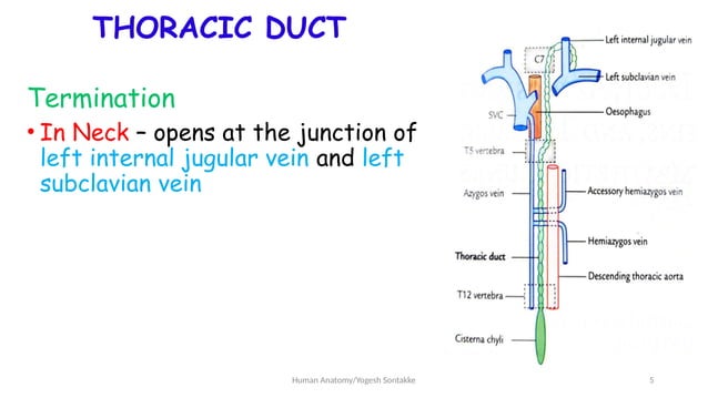 Thoracic duct Its course relations origin and termination and tributaries | PPTX