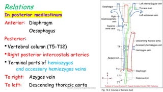 Thoracic duct Its course relations origin and termination and tributaries | PPTX