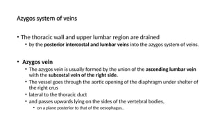 Comprehensive Anatomy of the Thoracic Duct and Azygos Vein: Origin ...