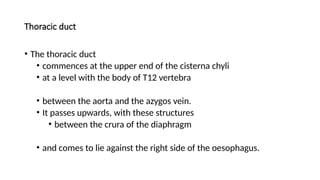 Comprehensive Anatomy of the Thoracic Duct and Azygos Vein: Origin ...