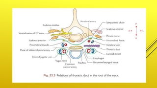 Thoracic Duct Neck