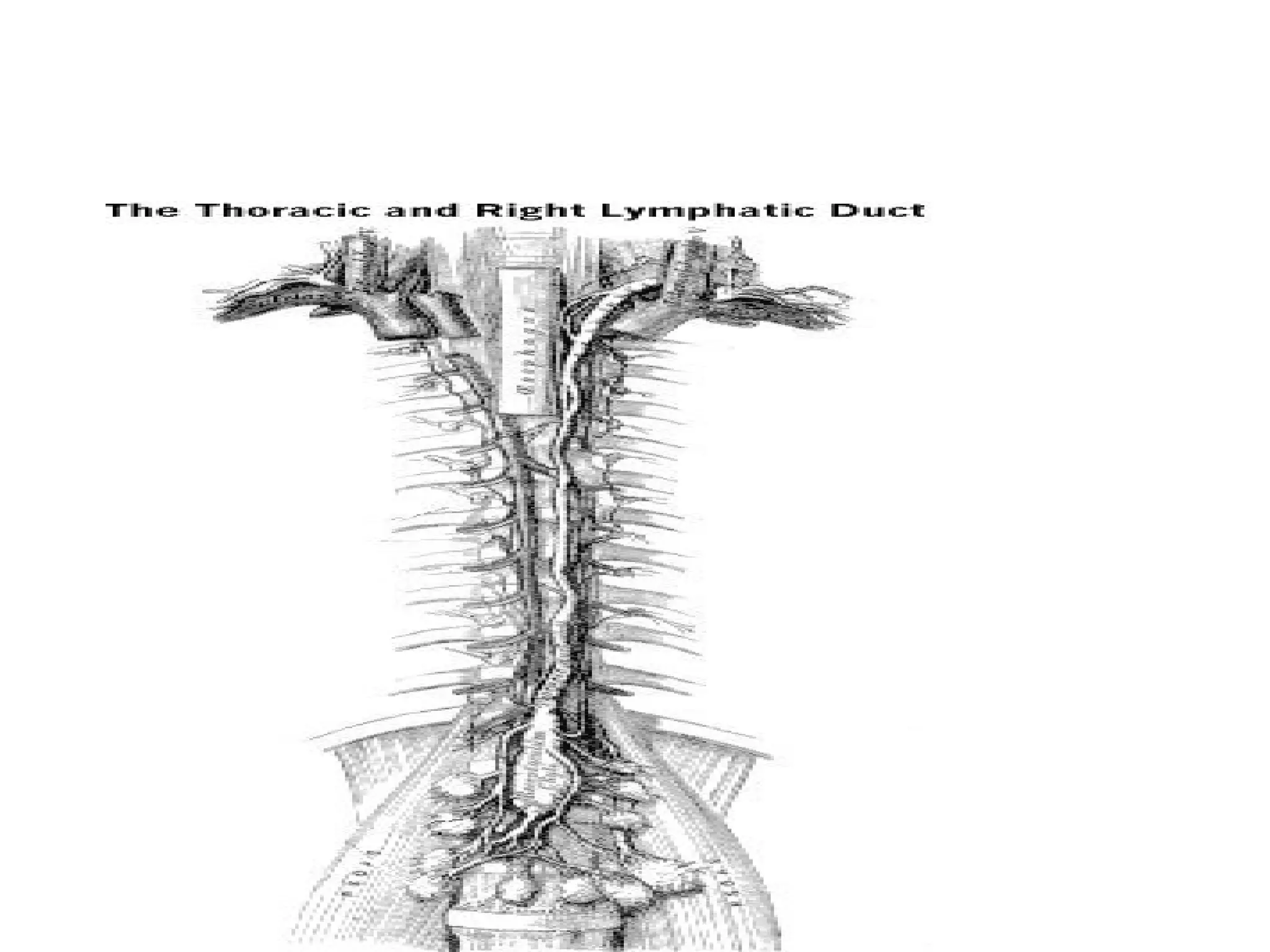 Thoracic ducts, Azygos and hemi Azygos.pptx