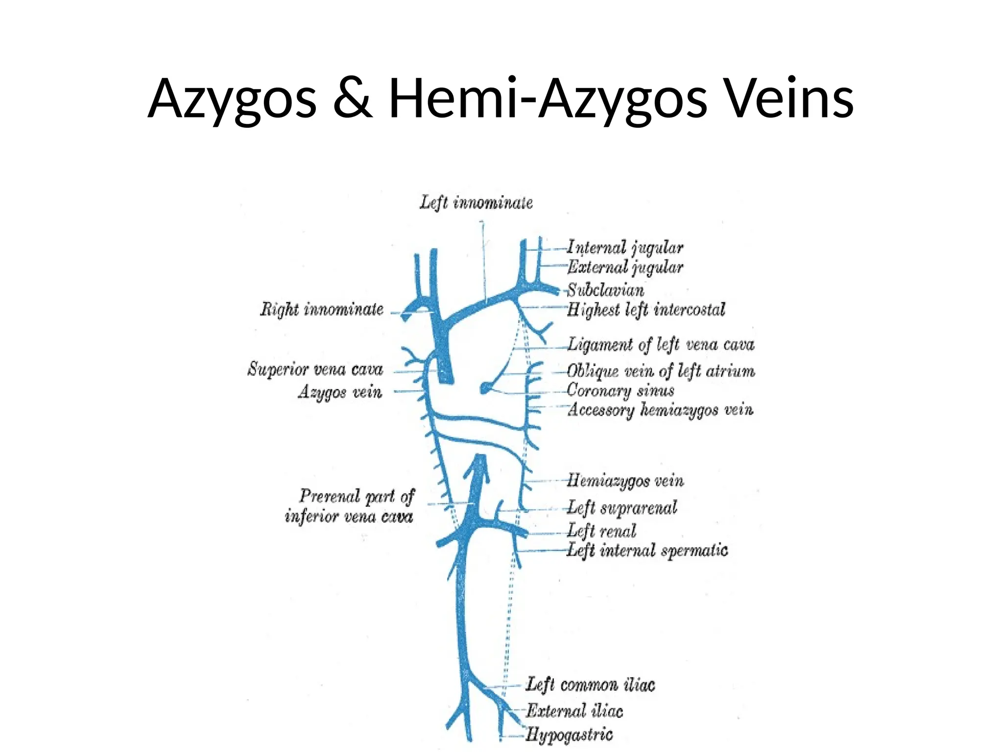 Thoracic ducts, Azygos and hemi Azygos.pptx | Free Download