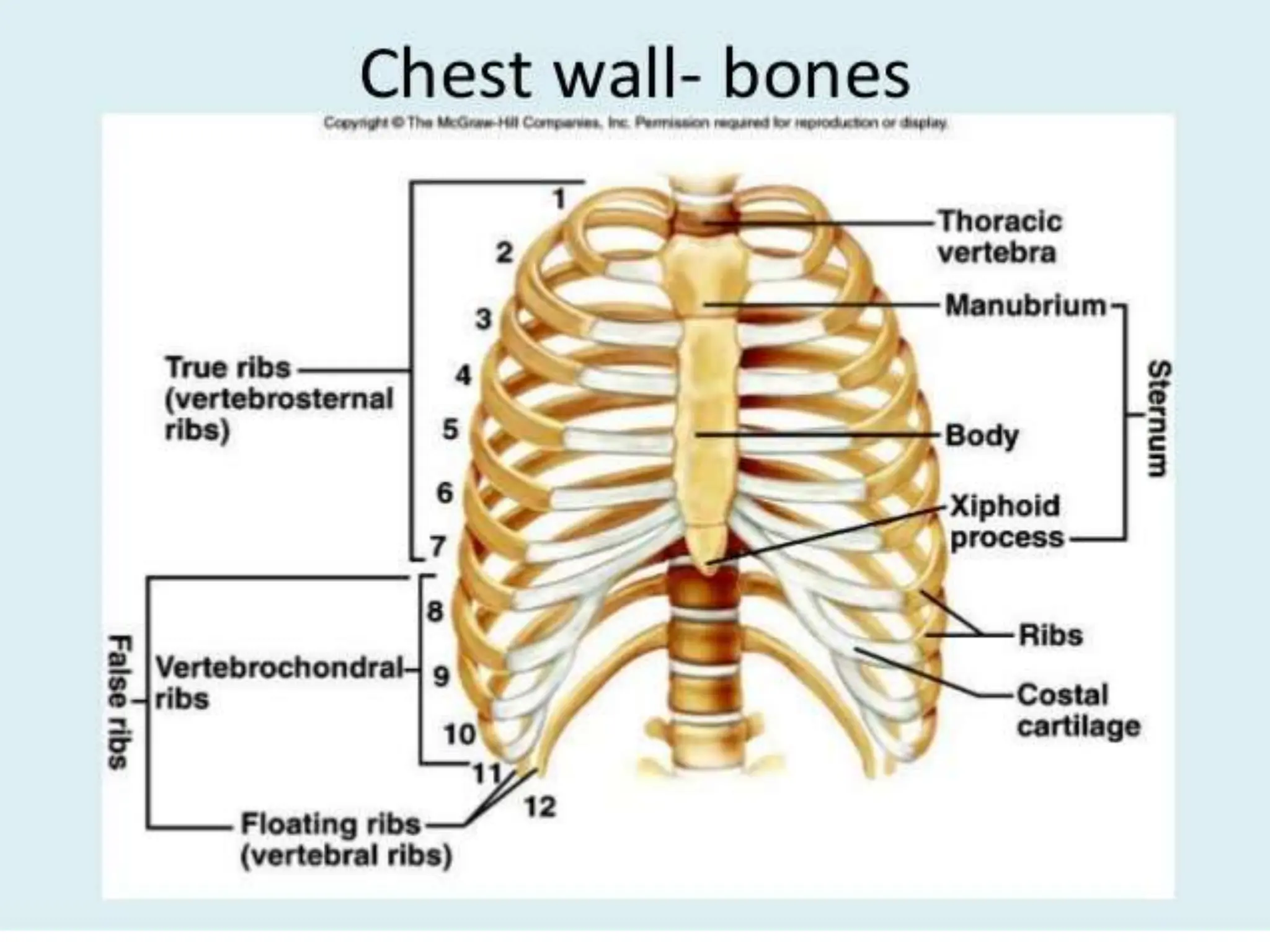 THORACIC INCISIONS a powerpoint for general surgeons | PPTX