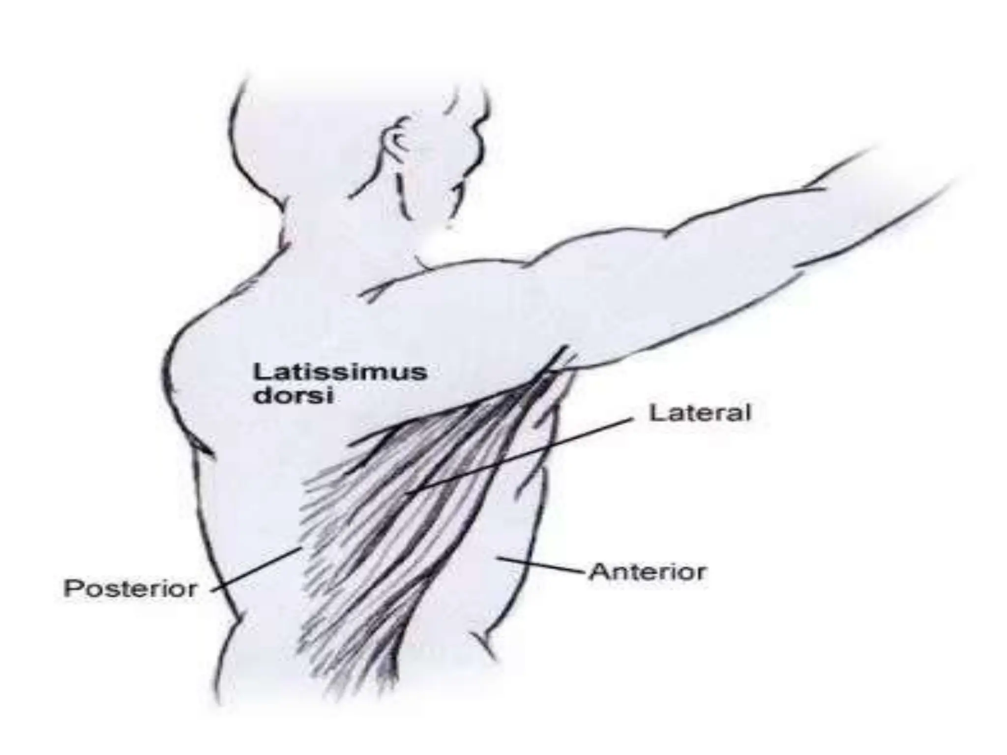 THORACIC INCISIONS a powerpoint for general surgeons | PPTX