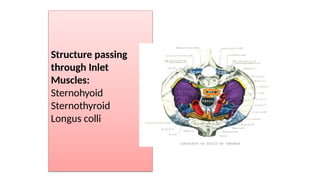 Thoracic inlet AND CERVICAL RIB SYNDROME. | PPTX