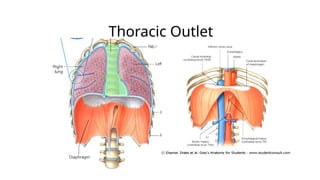 Thoracic inlet AND CERVICAL RIB SYNDROME. | PPTX