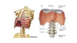 Thoracic inlet AND CERVICAL RIB SYNDROME. | PPTX