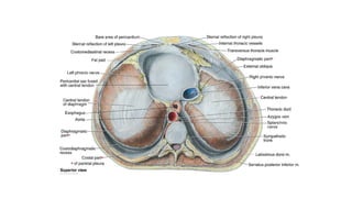 Thoracic inlet AND CERVICAL RIB SYNDROME. | PPTX