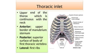 Thoracic inlet AND CERVICAL RIB SYNDROME. | PPTX