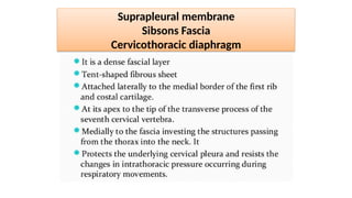 Thoracic inlet AND CERVICAL RIB SYNDROME. | PPTX