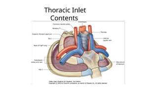 Thoracic inlet AND CERVICAL RIB SYNDROME. | PPTX