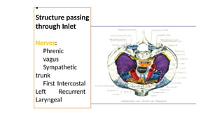 Thoracic inlet AND CERVICAL RIB SYNDROME. | PPTX