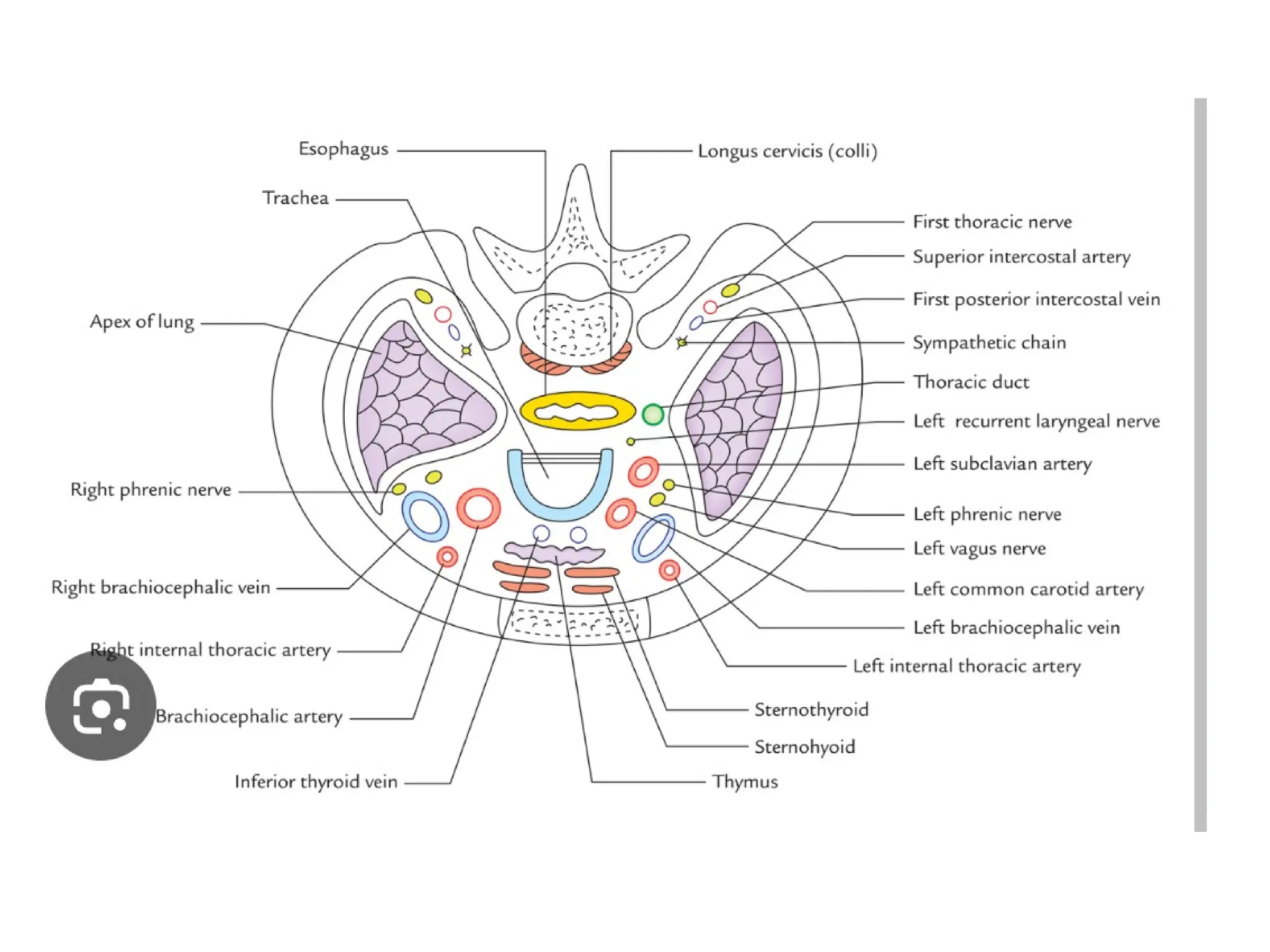Thoracic_Inlet_Anatomy ppt m. premkumar Roll no. 46.pptx