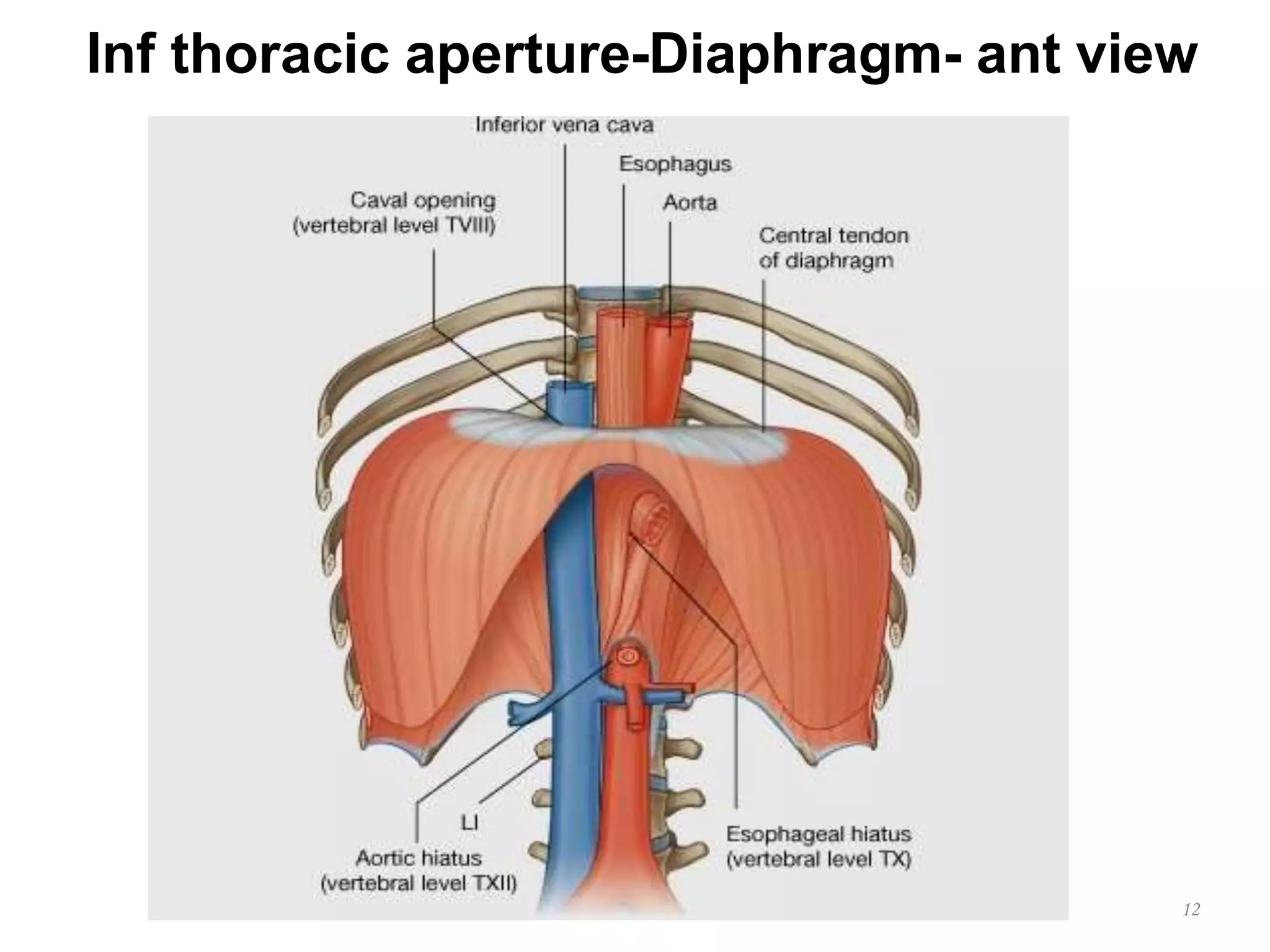 Thoracic inlet & outlet | PPTX