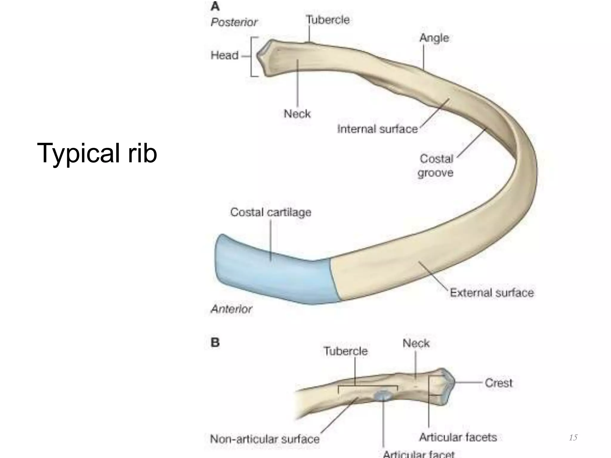 Thoracic inlet & outlet | PPTX