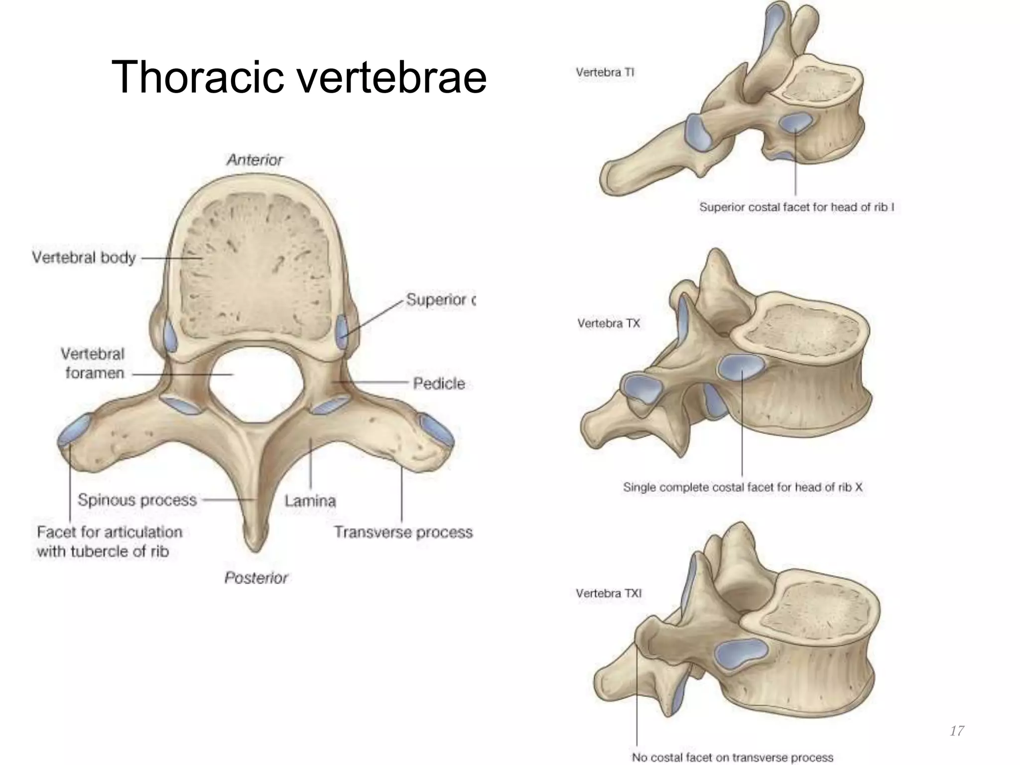Thoracic inlet & outlet | PPTX