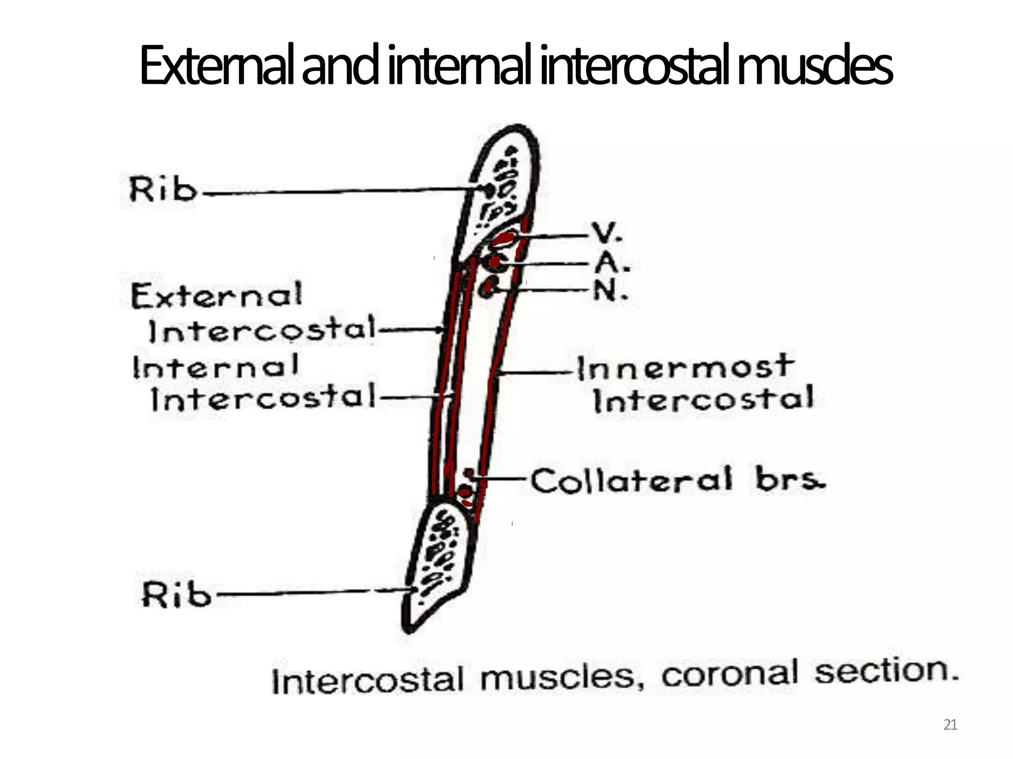 Thoracic inlet & outlet | PPTX