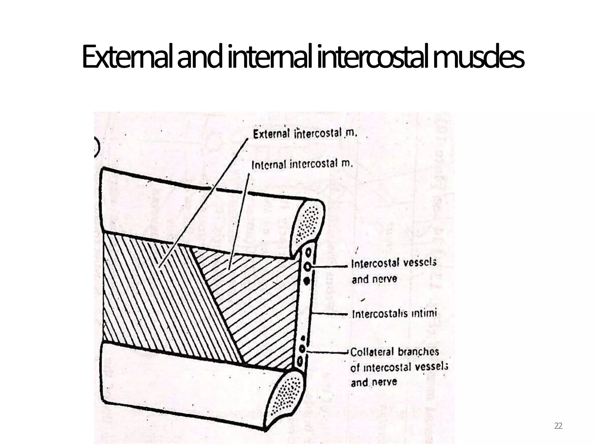 Thoracic inlet & outlet | PPTX
