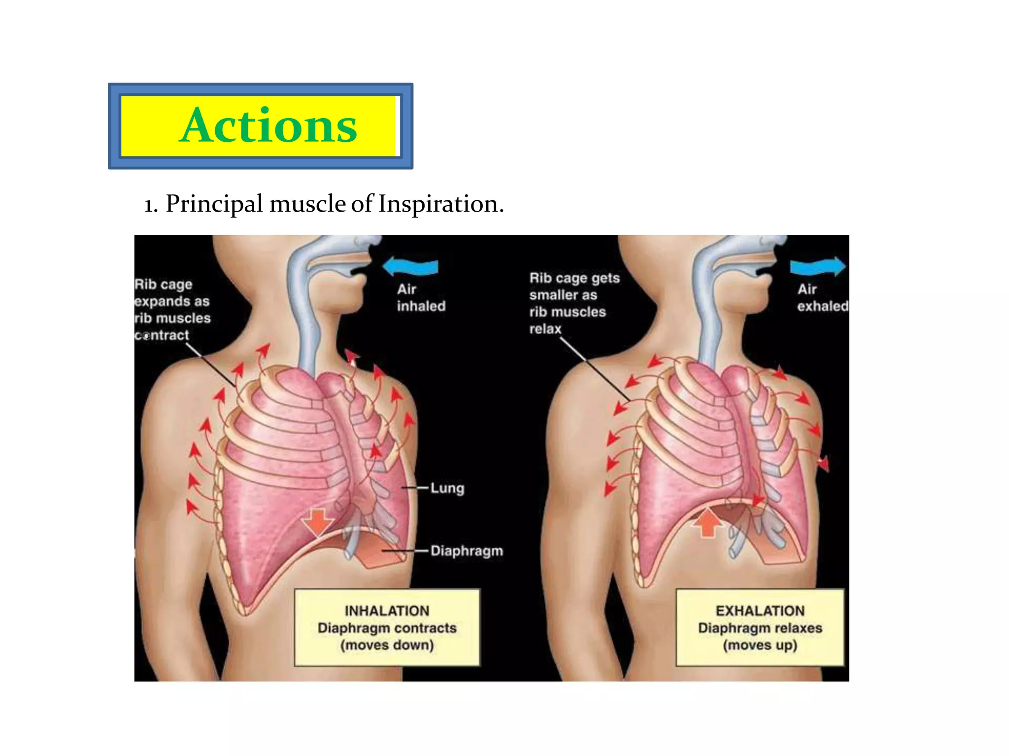Thoracic inlet & outlet | PPTX