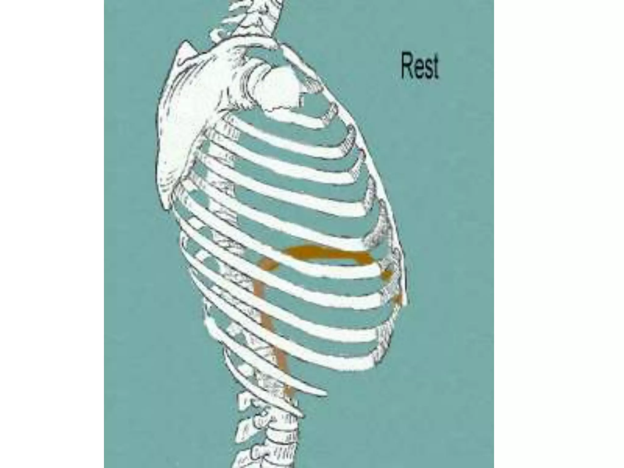 Thoracic inlet & outlet | PPTX