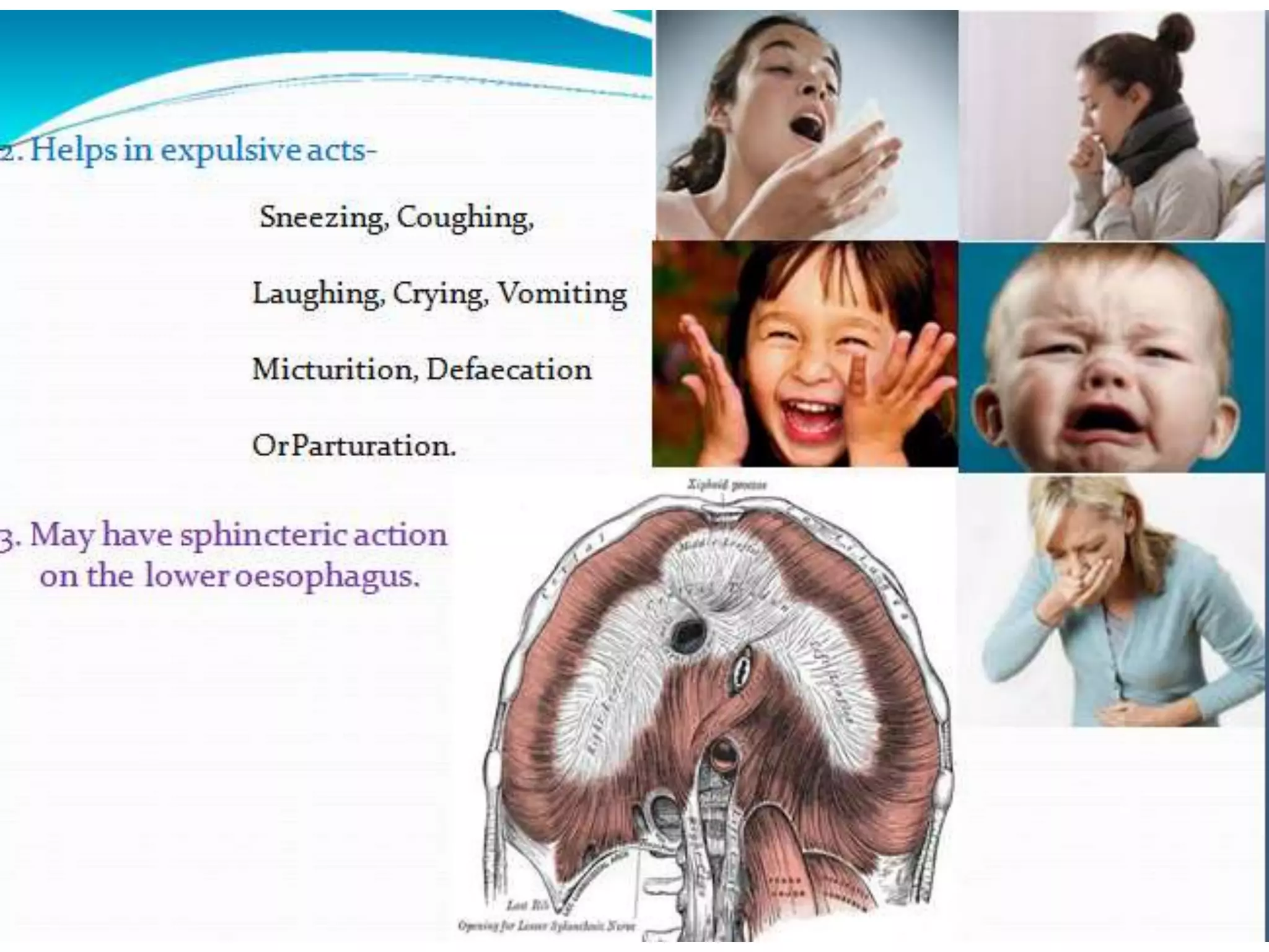 Thoracic inlet & outlet | PPTX