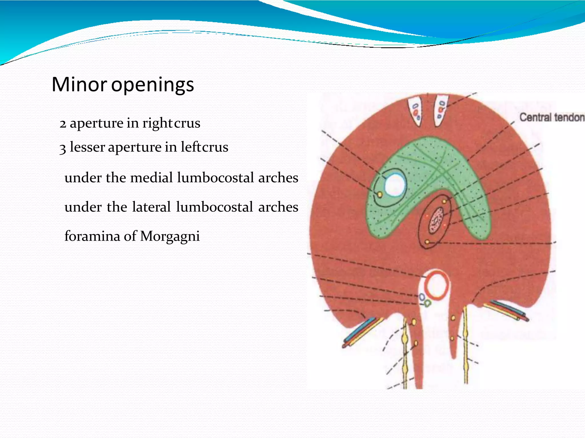 Thoracic inlet & outlet | PPTX
