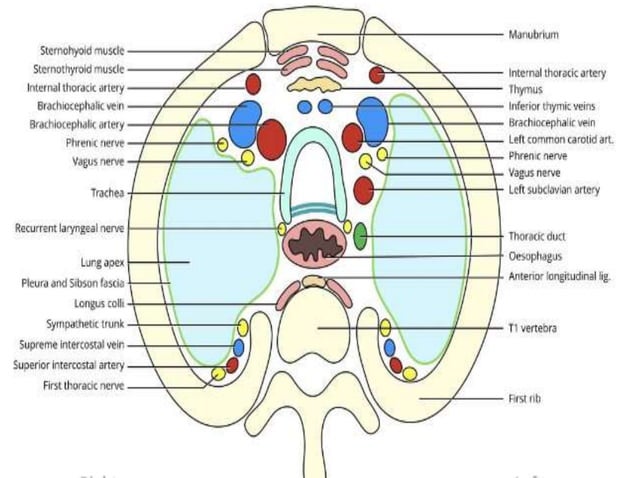Thoracic inlet & outlet | PPTX | Death, Injury, or Military Conflict ...