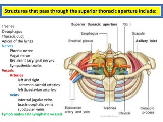 Thoracic inlet & outlet | PPT