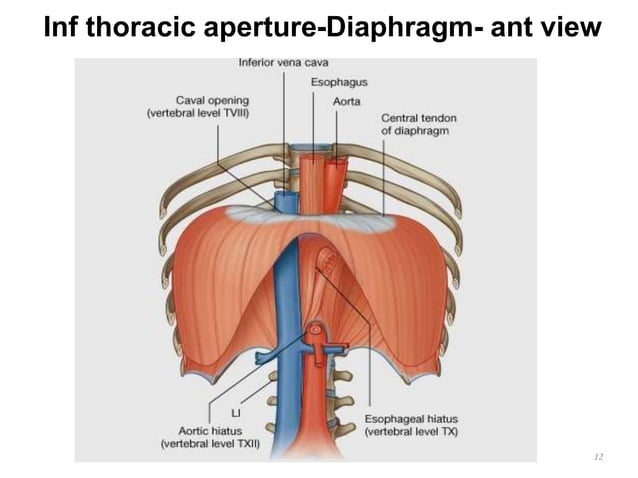 Thoracic inlet & outlet | PPT