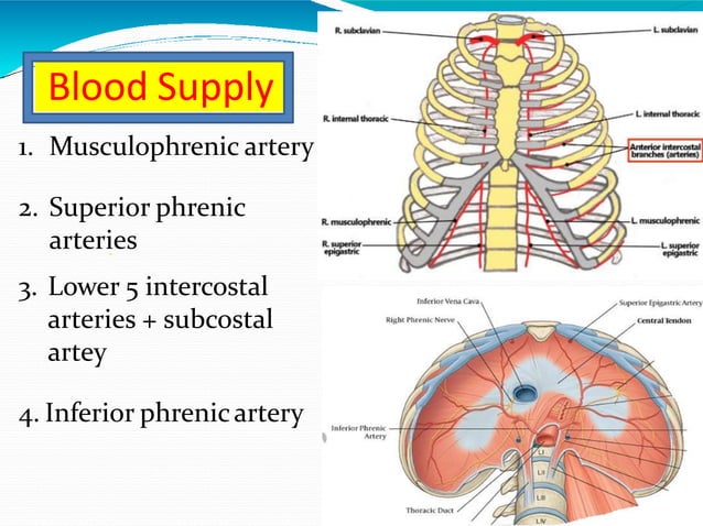 Thoracic inlet & outlet | PPT