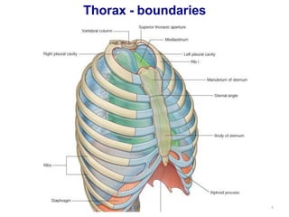 Thoracic inlet & outlet | PPT