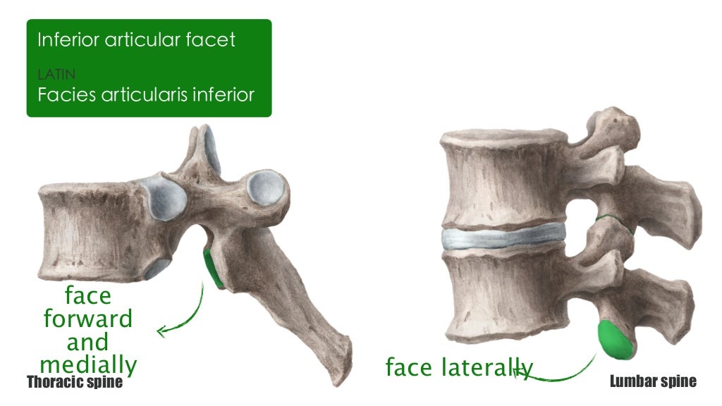 Thoracic vertebrae Vs Lumbar Vertebrae | anatomy Kenhub