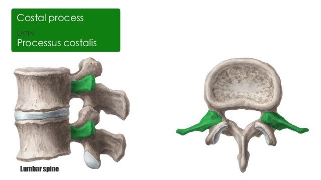 Thoracic vertebrae Vs Lumbar Vertebrae | anatomy Kenhub