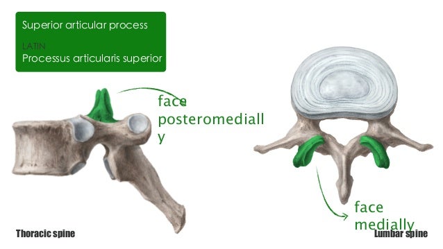 Thoracic vertebrae Vs Lumbar Vertebrae | anatomy Kenhub