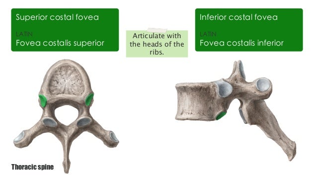 Thoracic vertebrae Vs Lumbar Vertebrae | anatomy Kenhub