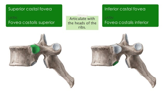 Thoracic vertebrae Vs Lumbar Vertebrae | anatomy Kenhub