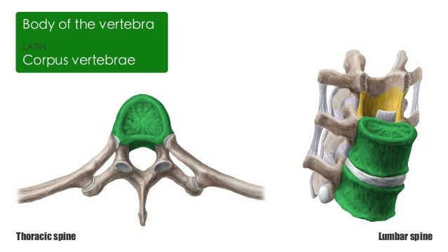 Thoracic vertebrae Vs Lumbar Vertebrae | anatomy Kenhub