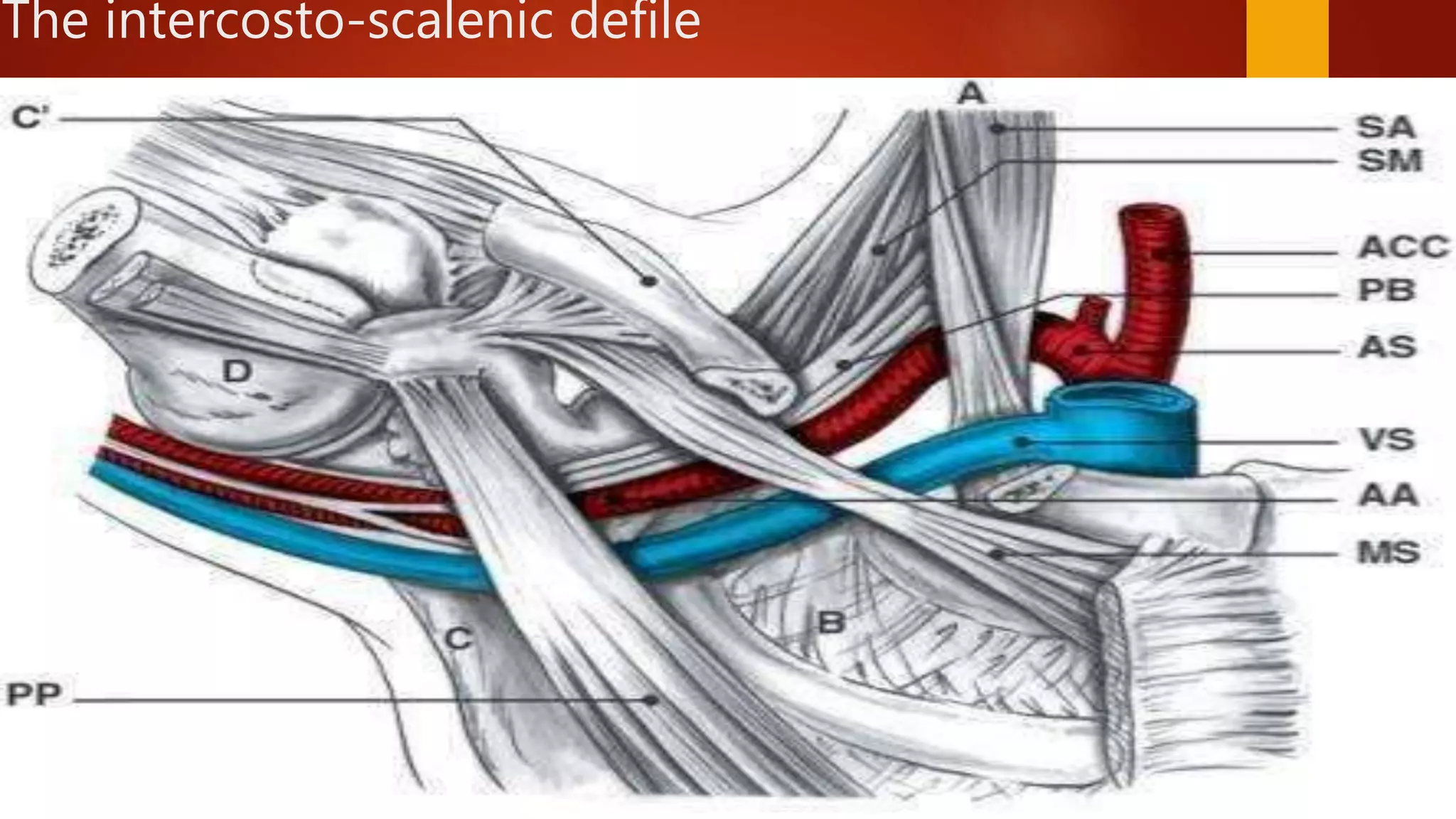Thoracic outlet syndrome | PPTX