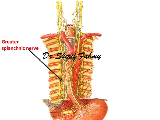 Thoracic part of Sympathetic Chain (Anatomy of the Thorax) | PPS ...