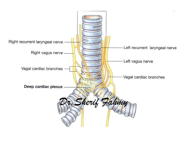 Thoracic part of Sympathetic Chain (Anatomy of the Thorax) | PPT