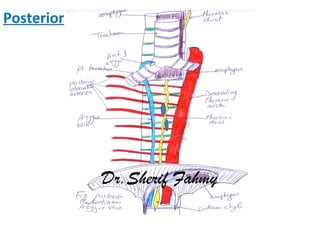 Thoracic part of Sympathetic Chain (Anatomy of the Thorax) | PPS