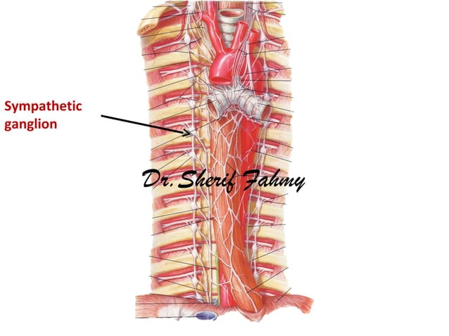 Thoracic part of Sympathetic Chain (Anatomy of the Thorax) | PPS ...